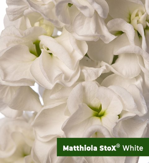 FlowerXL Matthiolakwekerij | Duurzam & Vers